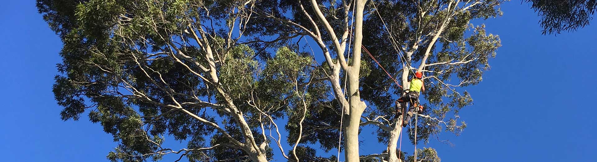 arborist report melbourne tree inspection report - Max Tree Services
