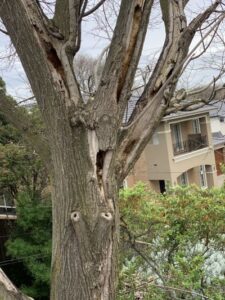 Hazardous Tree Removal Melbourne | Max Tree Services